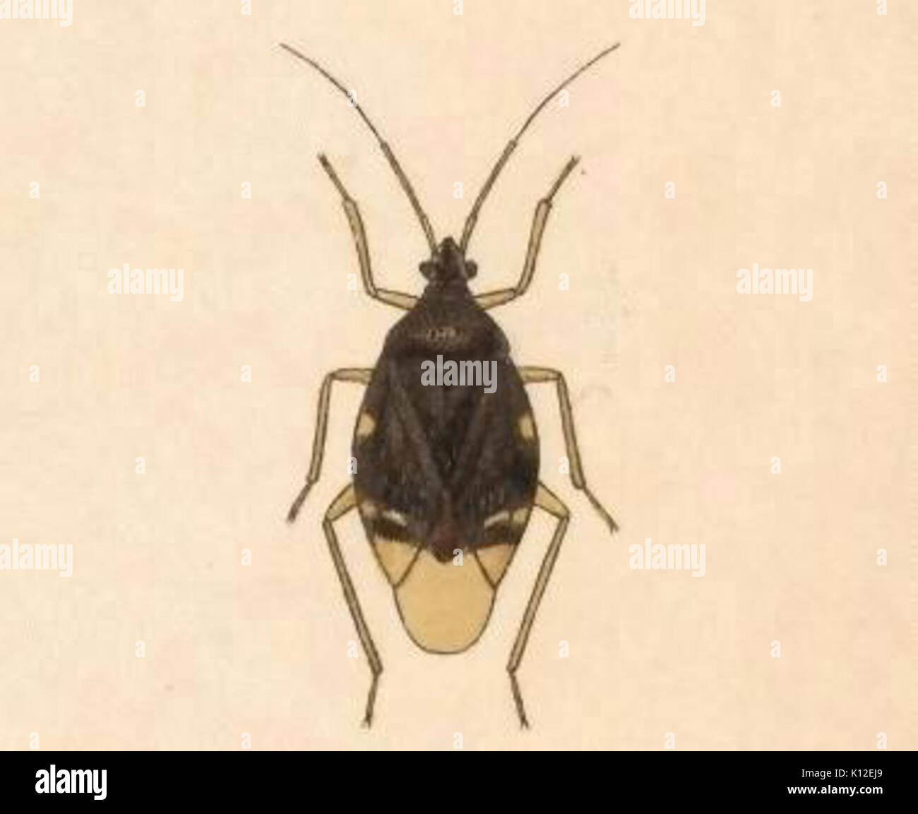 Porrectus hi-res stock photography and images - Alamy