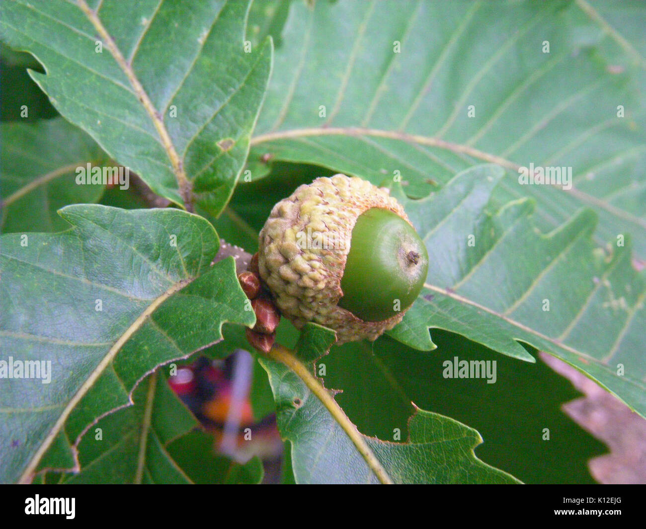 Acorn of Quercus crispula Stock Photo - Alamy