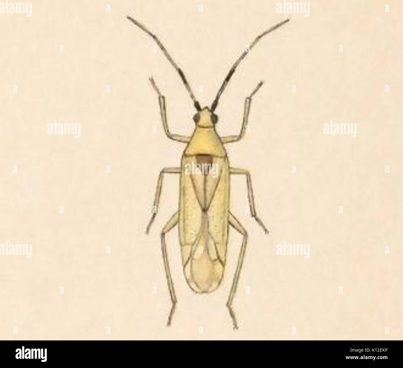 Pandama hi-res stock photography and images - Alamy