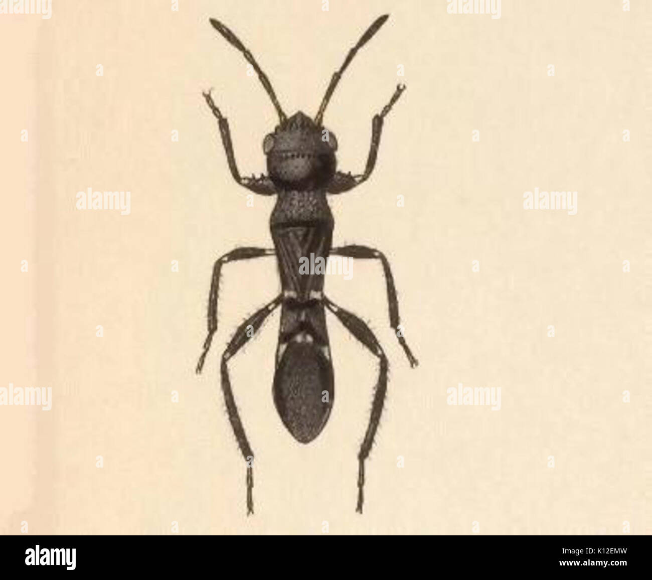 Biologia Centrali Americana Phaeax formicarius Stock Photo - Alamy