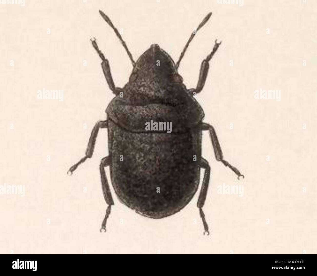 Biologia Centrali Americana Camirus pullatus Stock Photo - Alamy