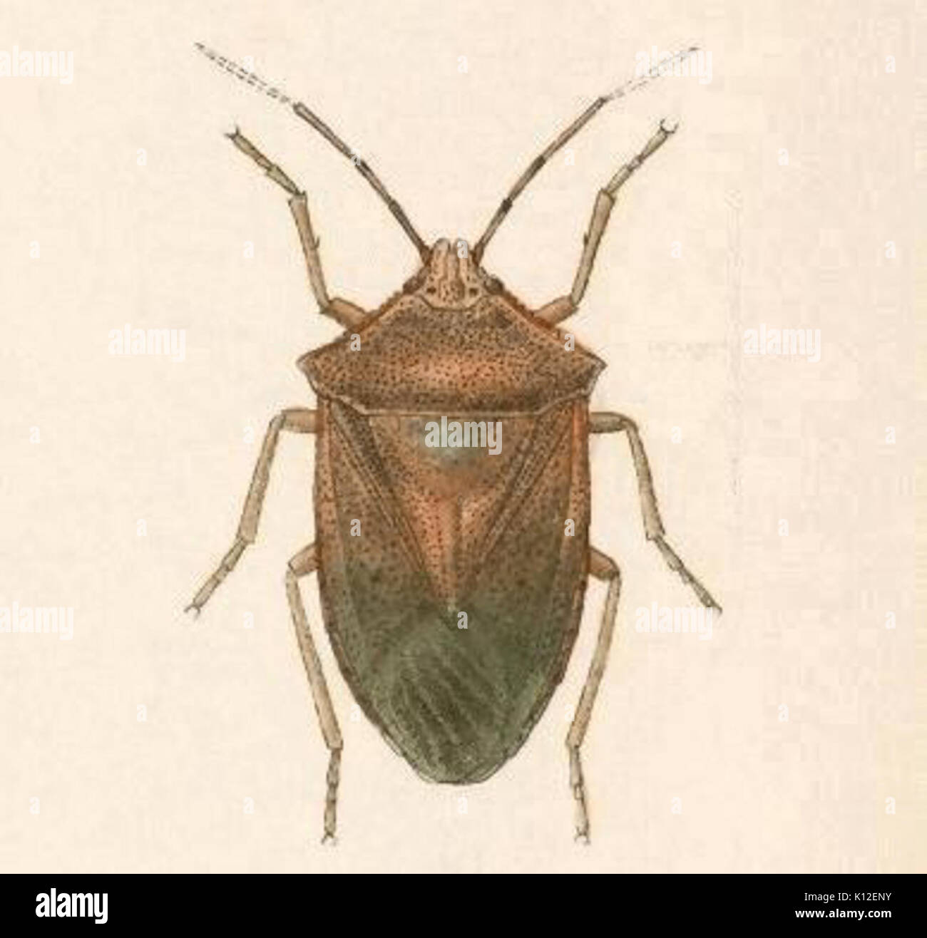 Biologia Centrali Americana Chlorocoris usitatus Stock Photo - Alamy