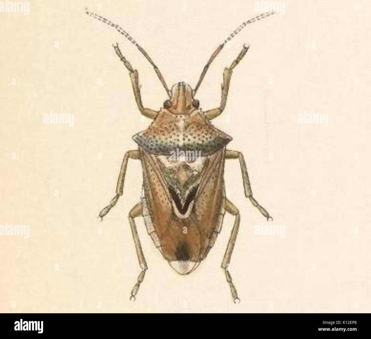 Podisus hi-res stock photography and images - Alamy