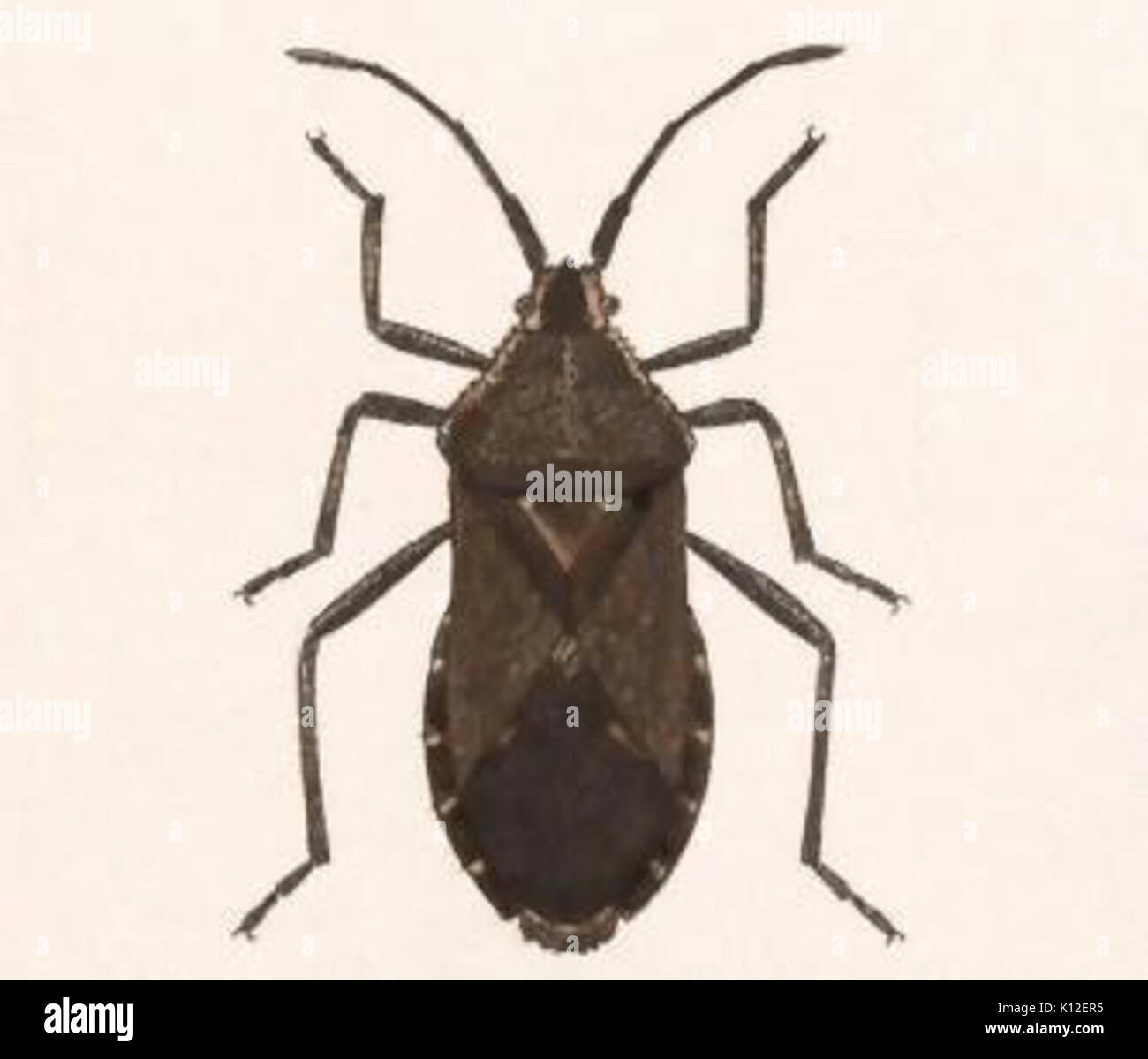 Cimolus hi-res stock photography and images - Alamy