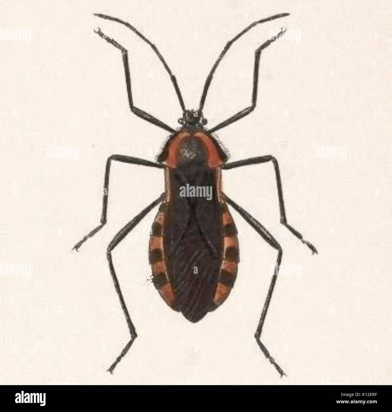 Sephina hi-res stock photography and images - Alamy
