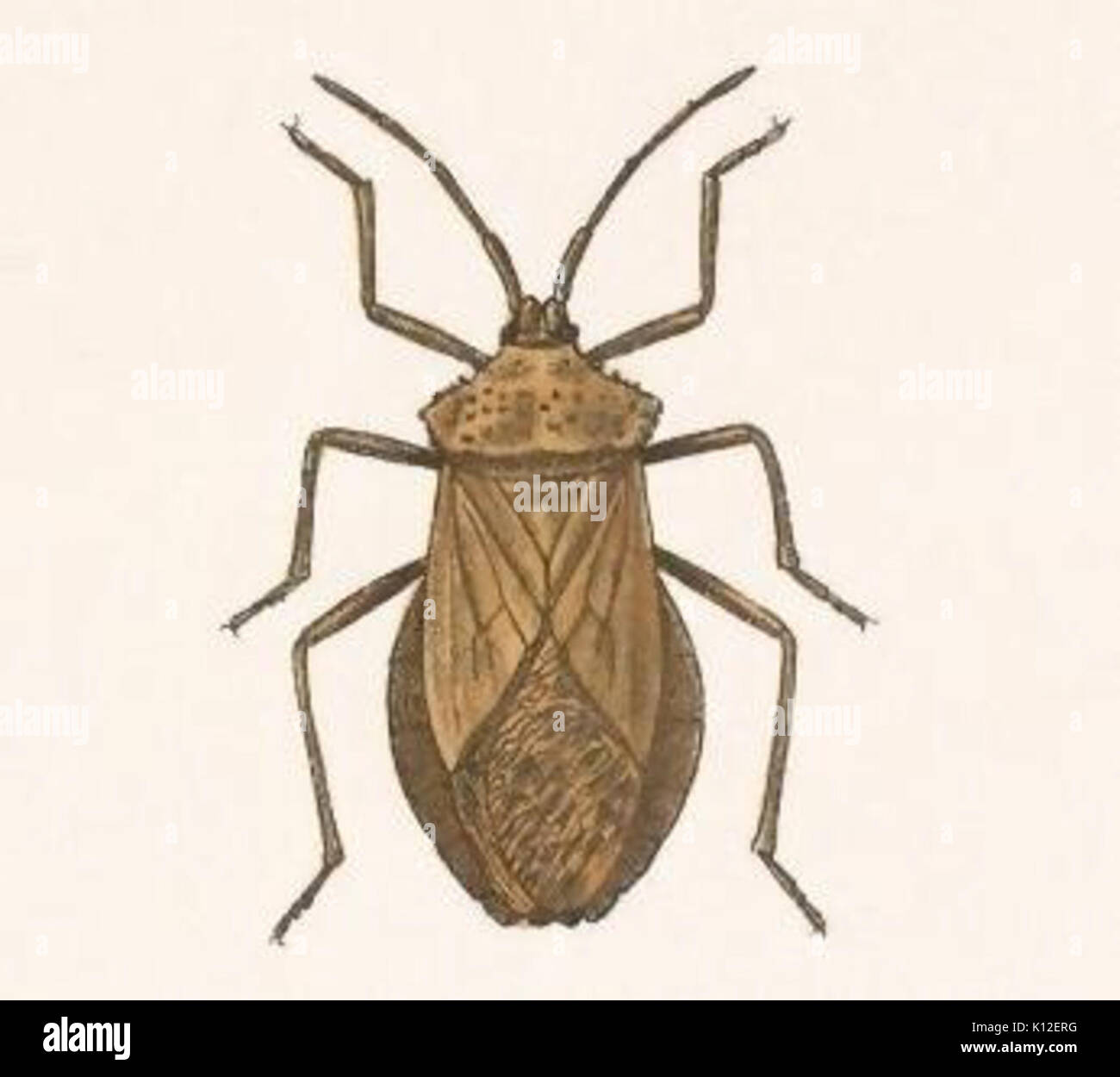Biologia Centrali Americana Spartocera granulata Stock Photo - Alamy