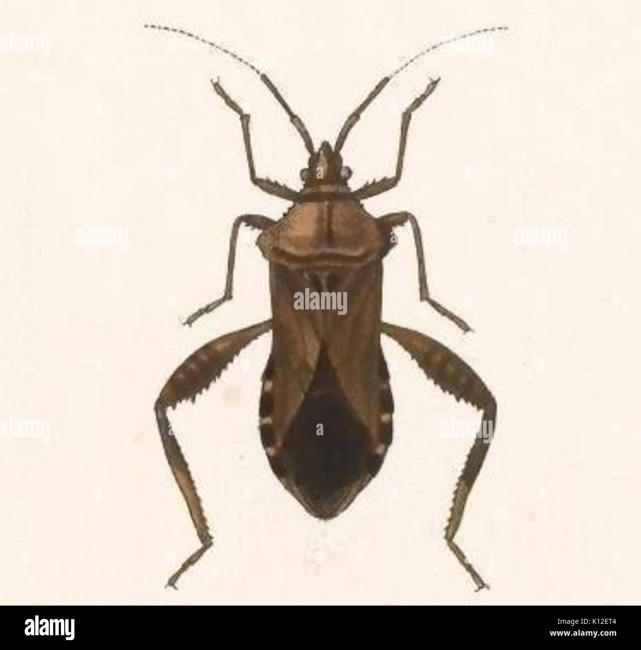 Mopsus hi-res stock photography and images - Alamy