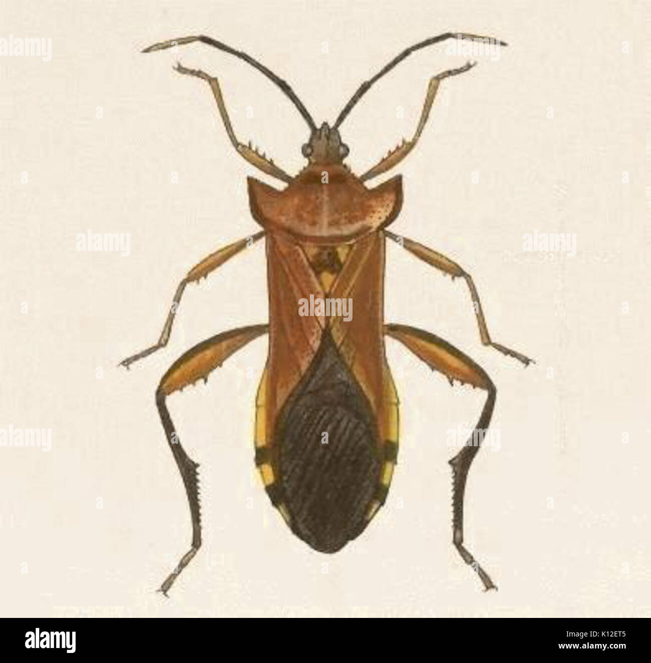 Mozena hi-res stock photography and images - Alamy