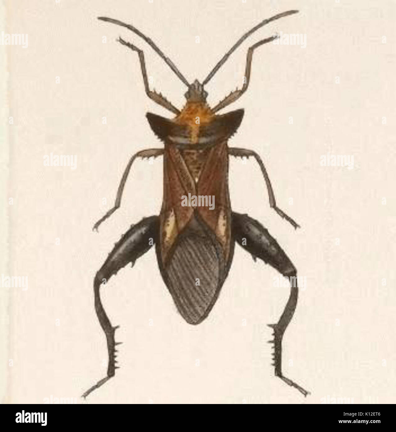 Biologia Centrali Americana Mozena lurida Stock Photo - Alamy