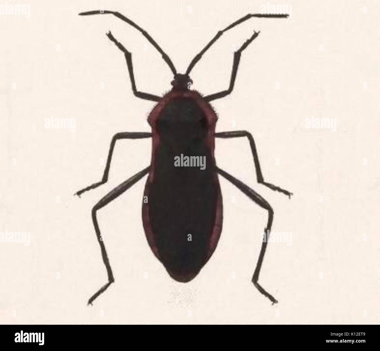 Sephina hi-res stock photography and images - Alamy