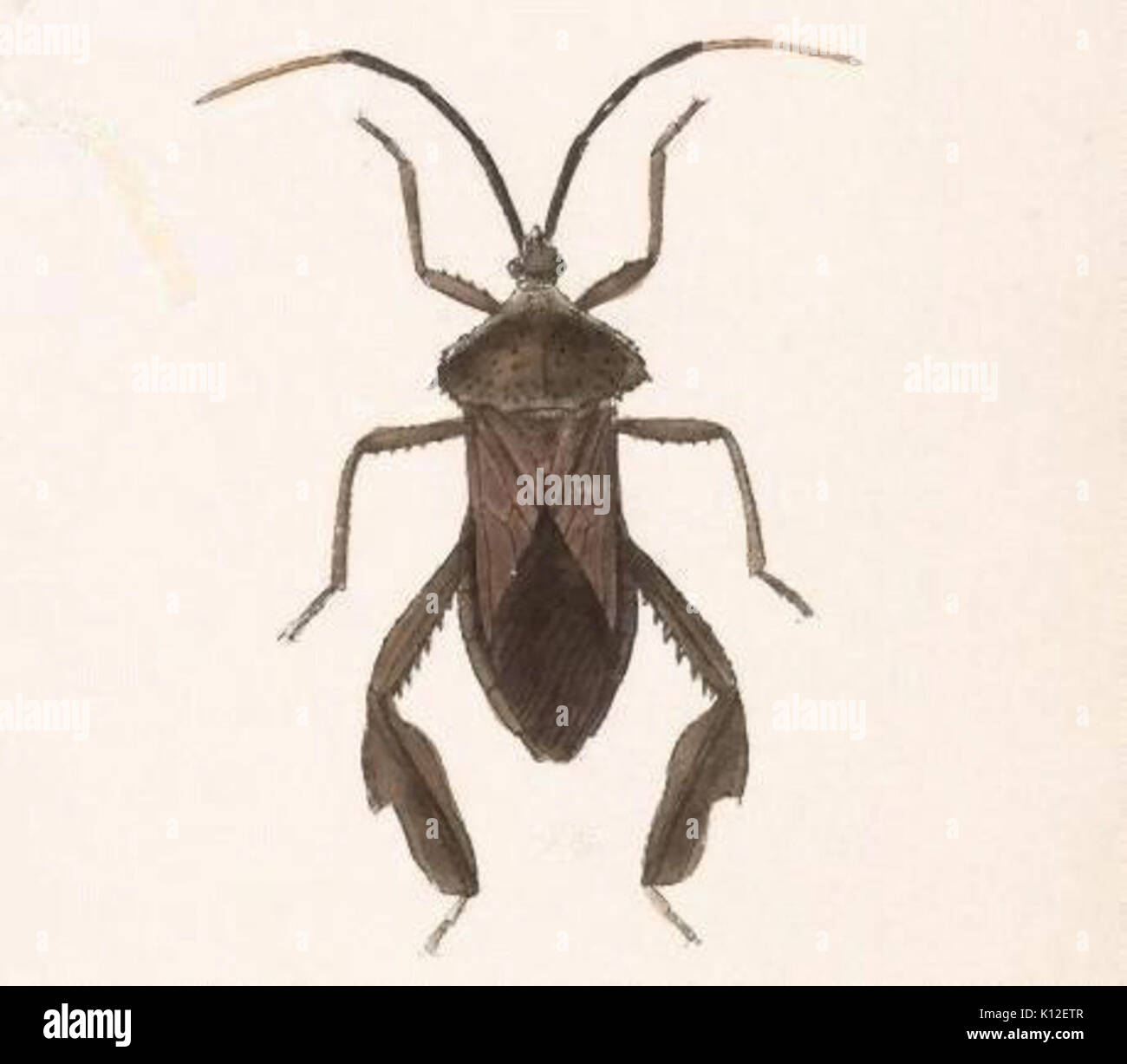 Acanthocephala hi-res stock photography and images - Alamy