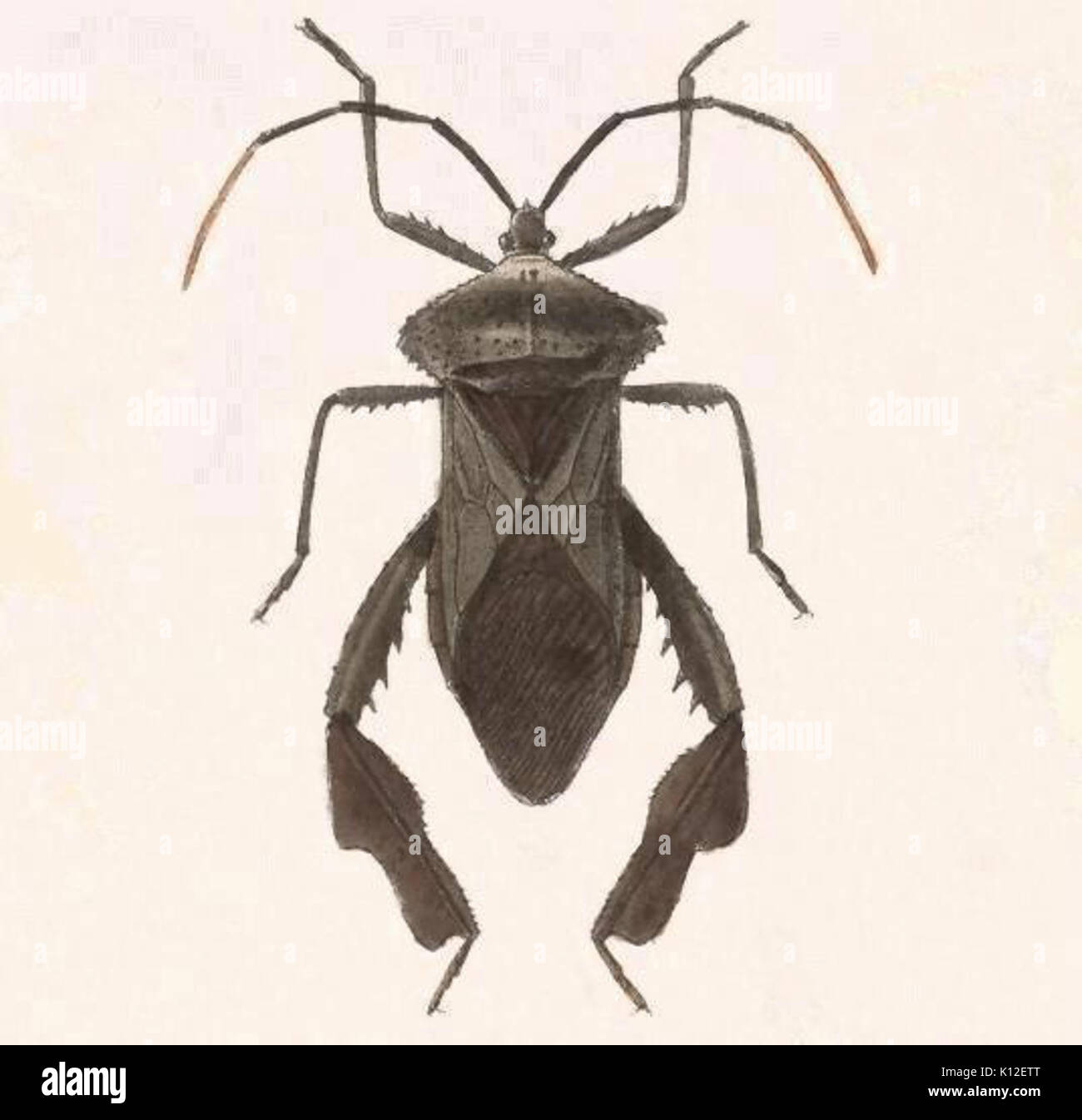 Acanthocephala High Resolution Stock Photography and Images - Alamy