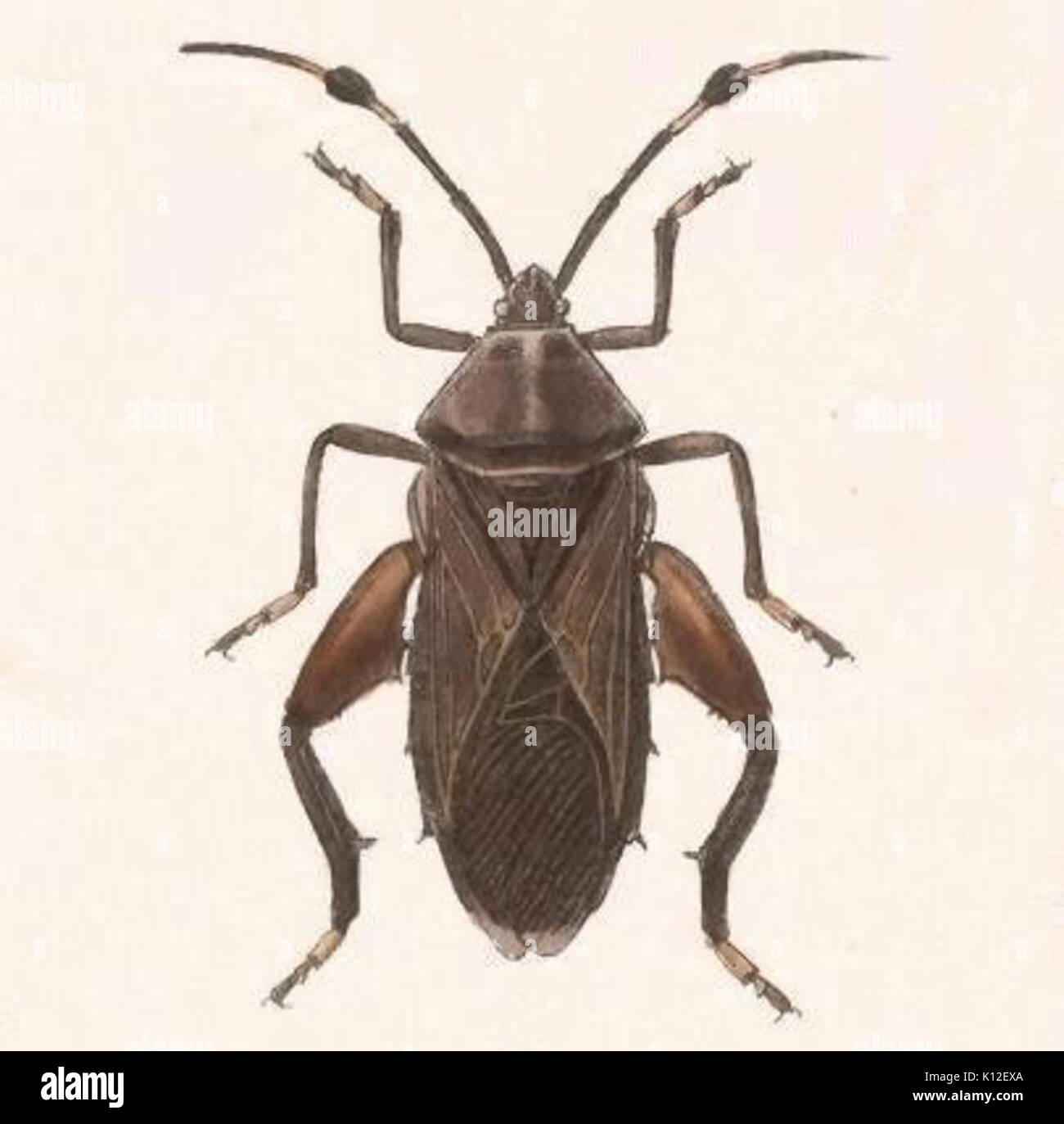 Pachylis hi-res stock photography and images - Alamy