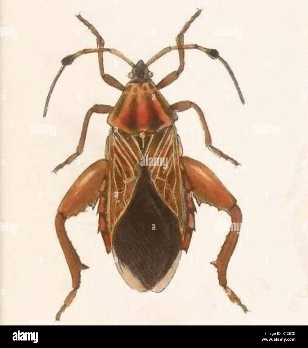 Biologia Centrali Americana Pachylis pharaonis Stock Photo - Alamy