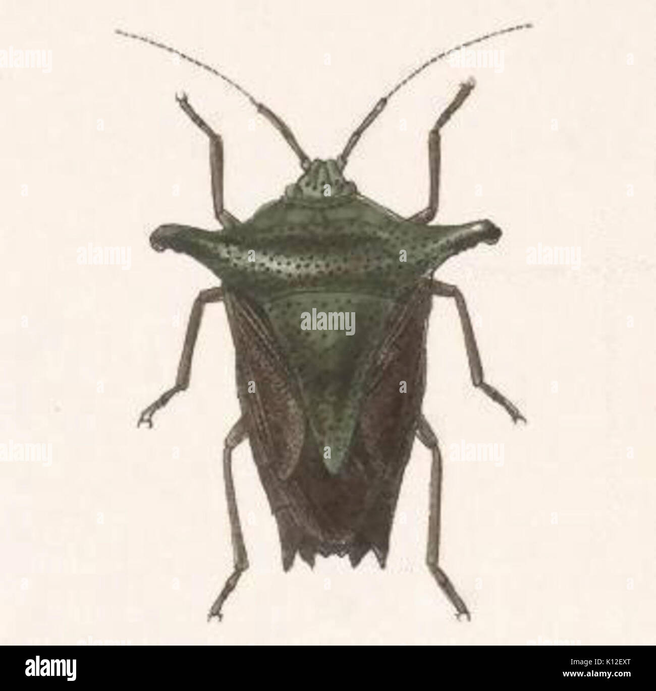 Costalis hi-res stock photography and images - Alamy