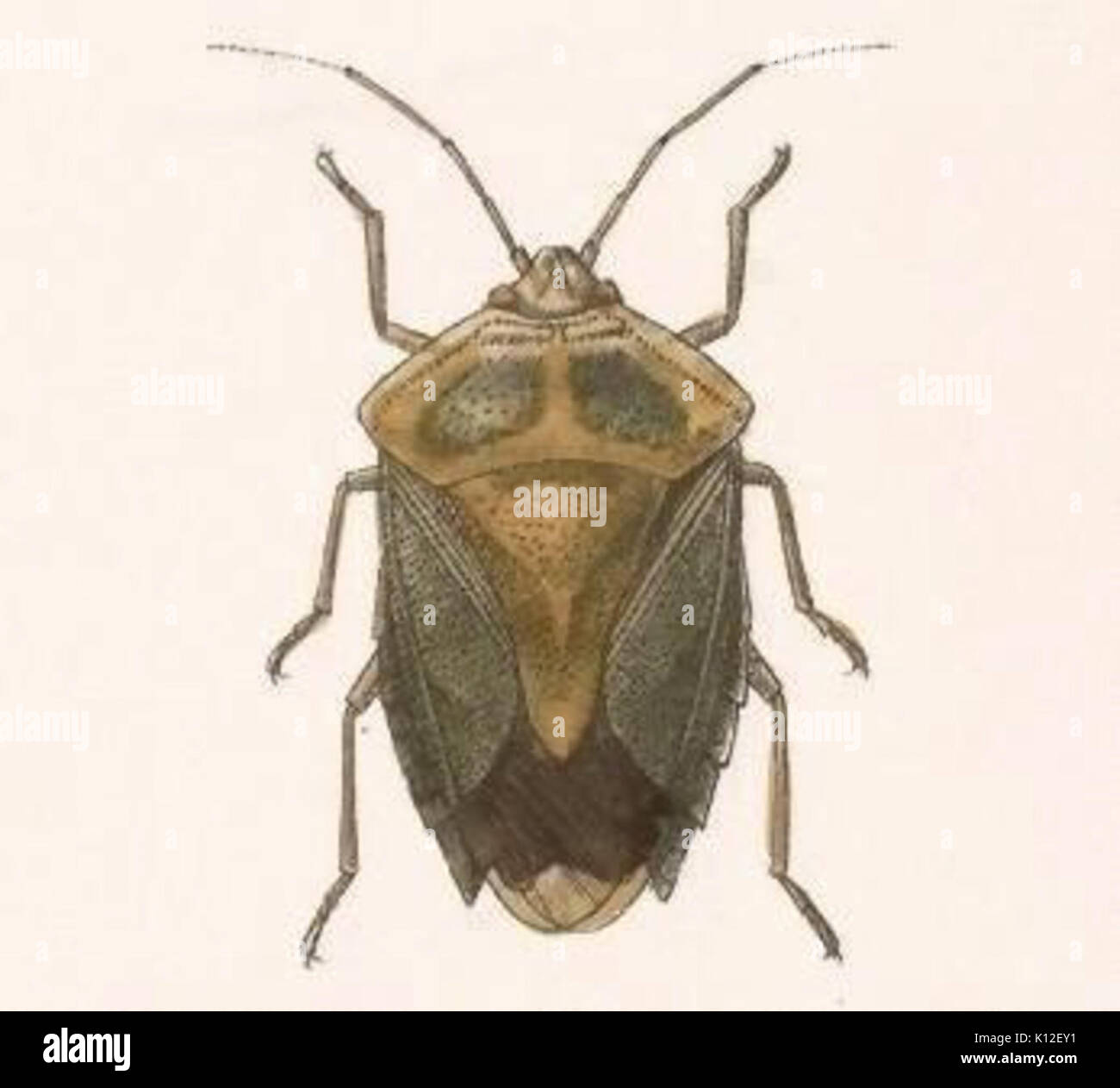 Biologia Centrali Americana Edessa junix Stock Photo - Alamy