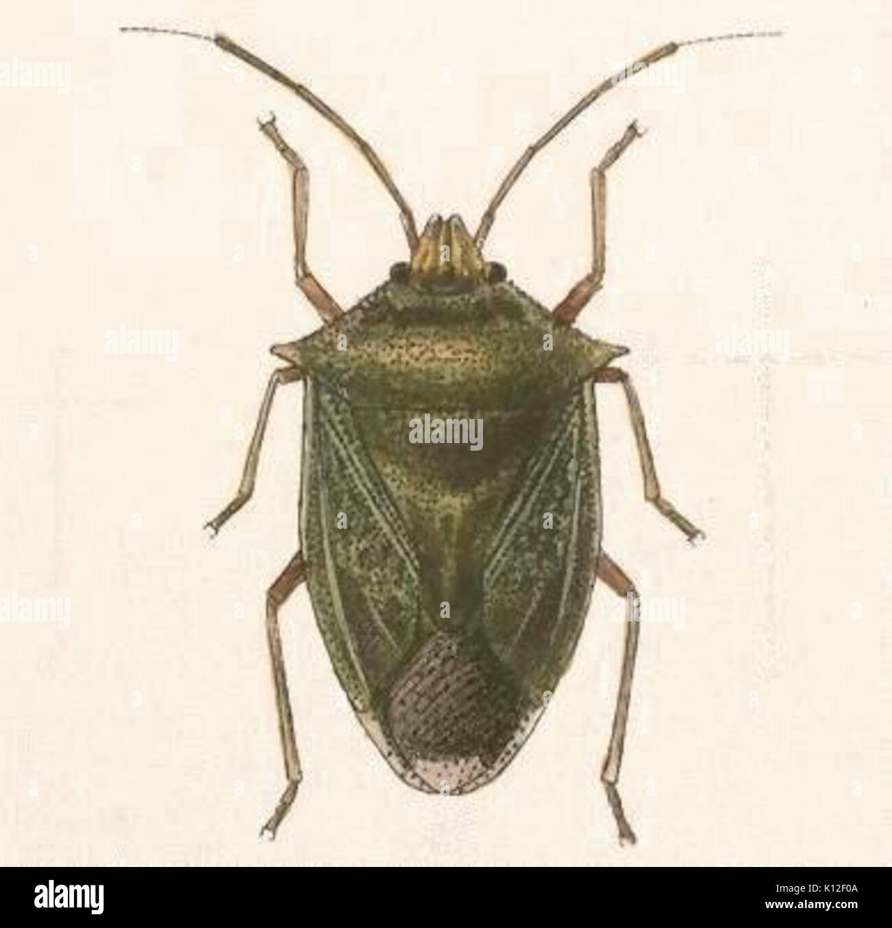 Loxa hi-res stock photography and images - Alamy