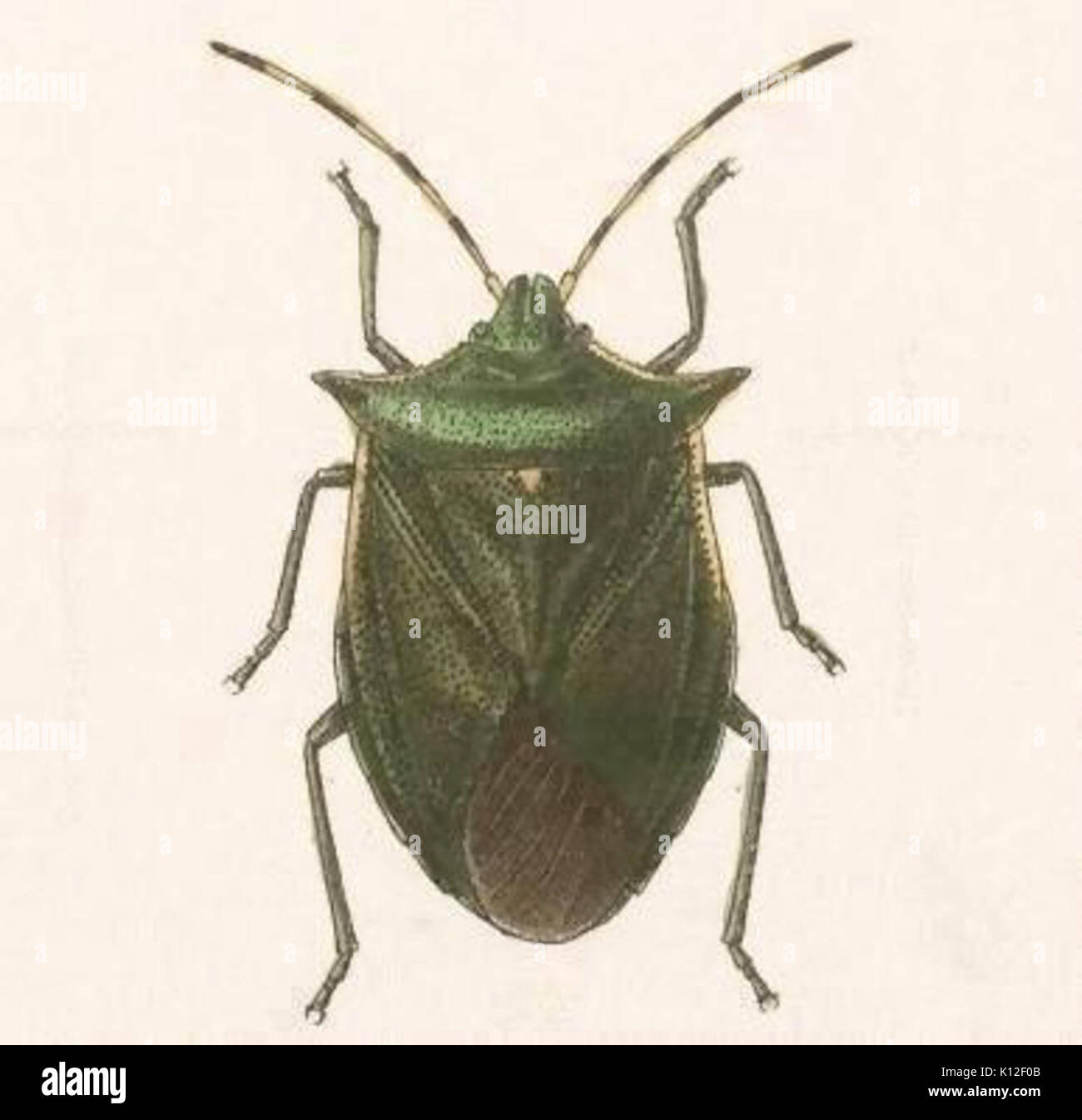 Loxa hi-res stock photography and images - Alamy