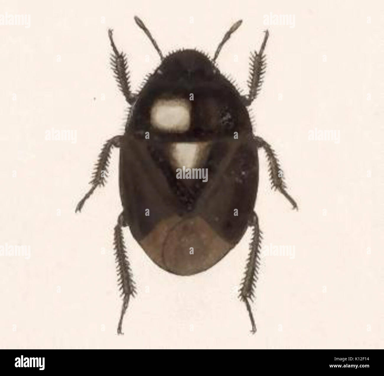 Microporus hi-res stock photography and images - Alamy