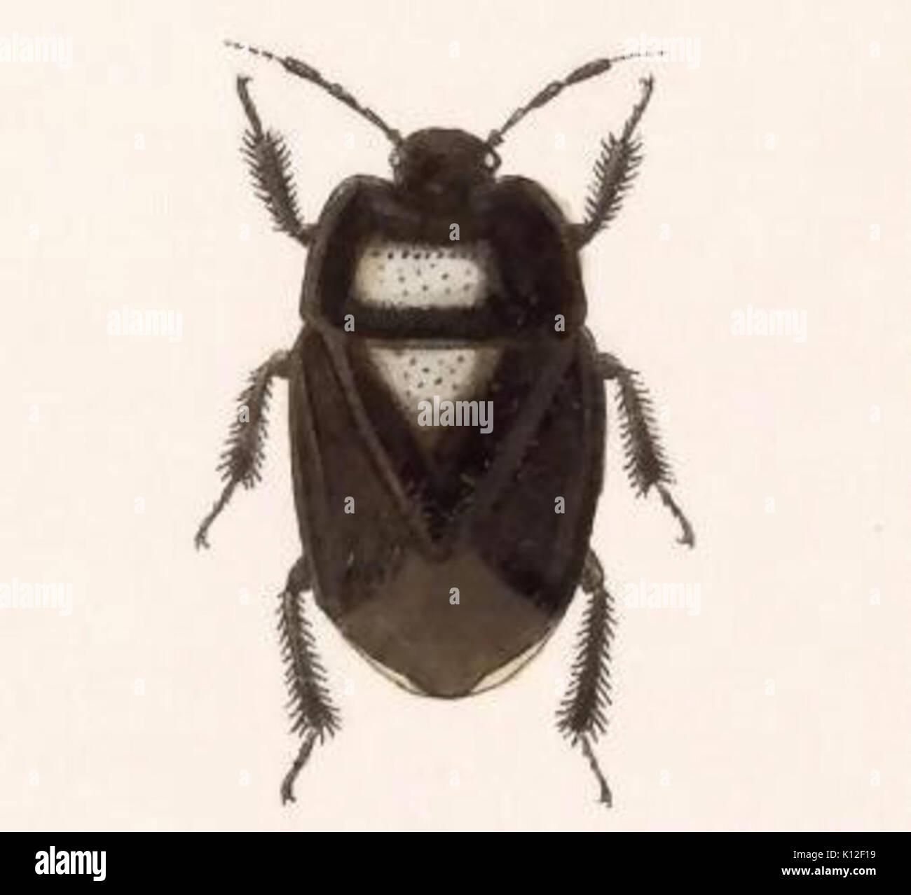 Biologia Centrali Americana Pangaeus discrepans Stock Photo - Alamy