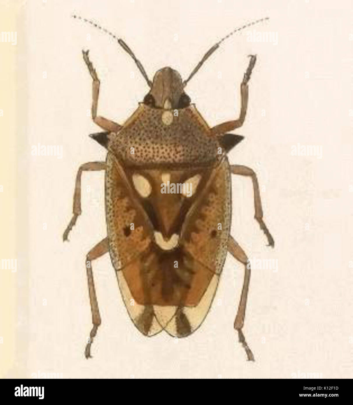 Cloelia hi-res stock photography and images - Alamy