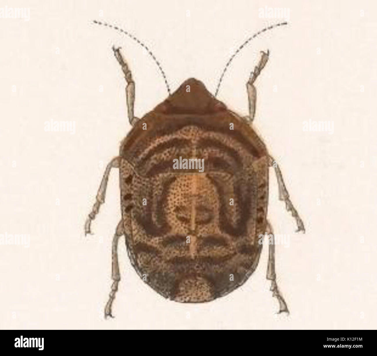 Biologia Centrali Americana Symphylus signoreti Stock Photo - Alamy