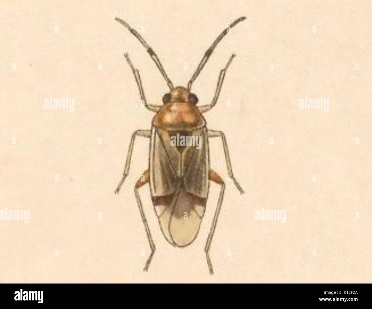 Mirifica hi-res stock photography and images - Alamy