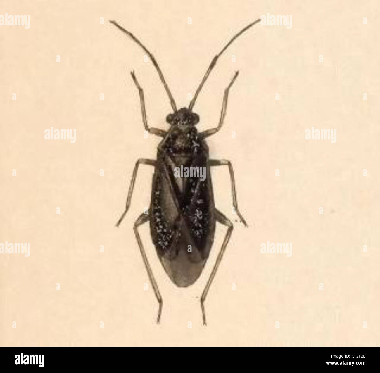 Biologia Centrali Americana Jornandes dissimulans Stock Photo - Alamy