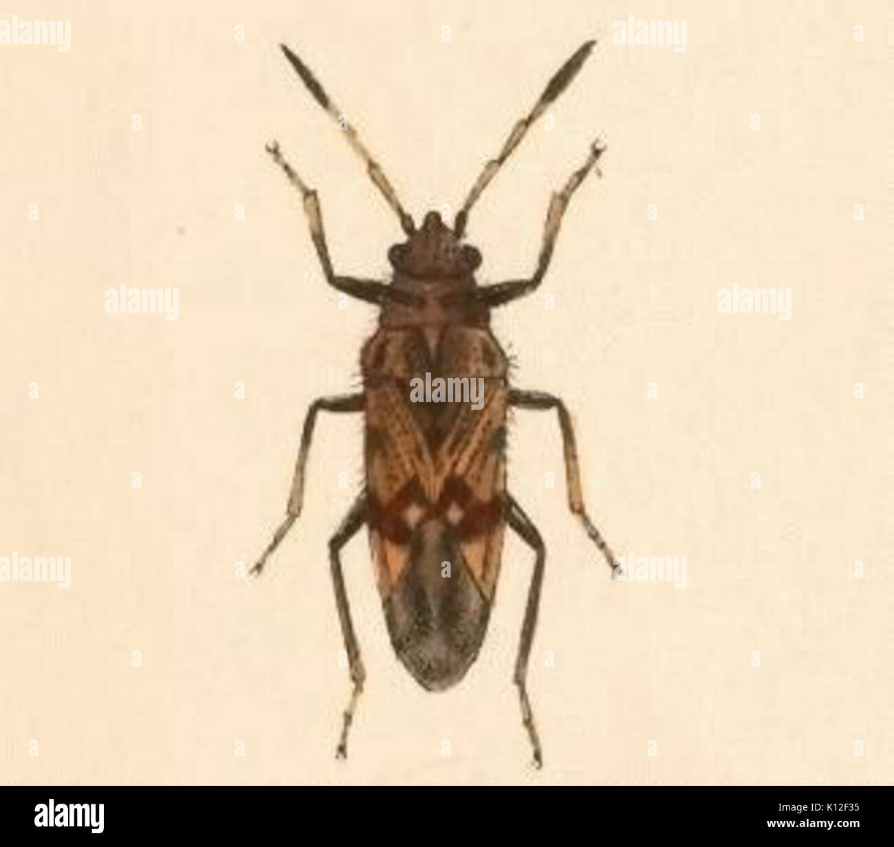 Caeneus hi-res stock photography and images - Alamy