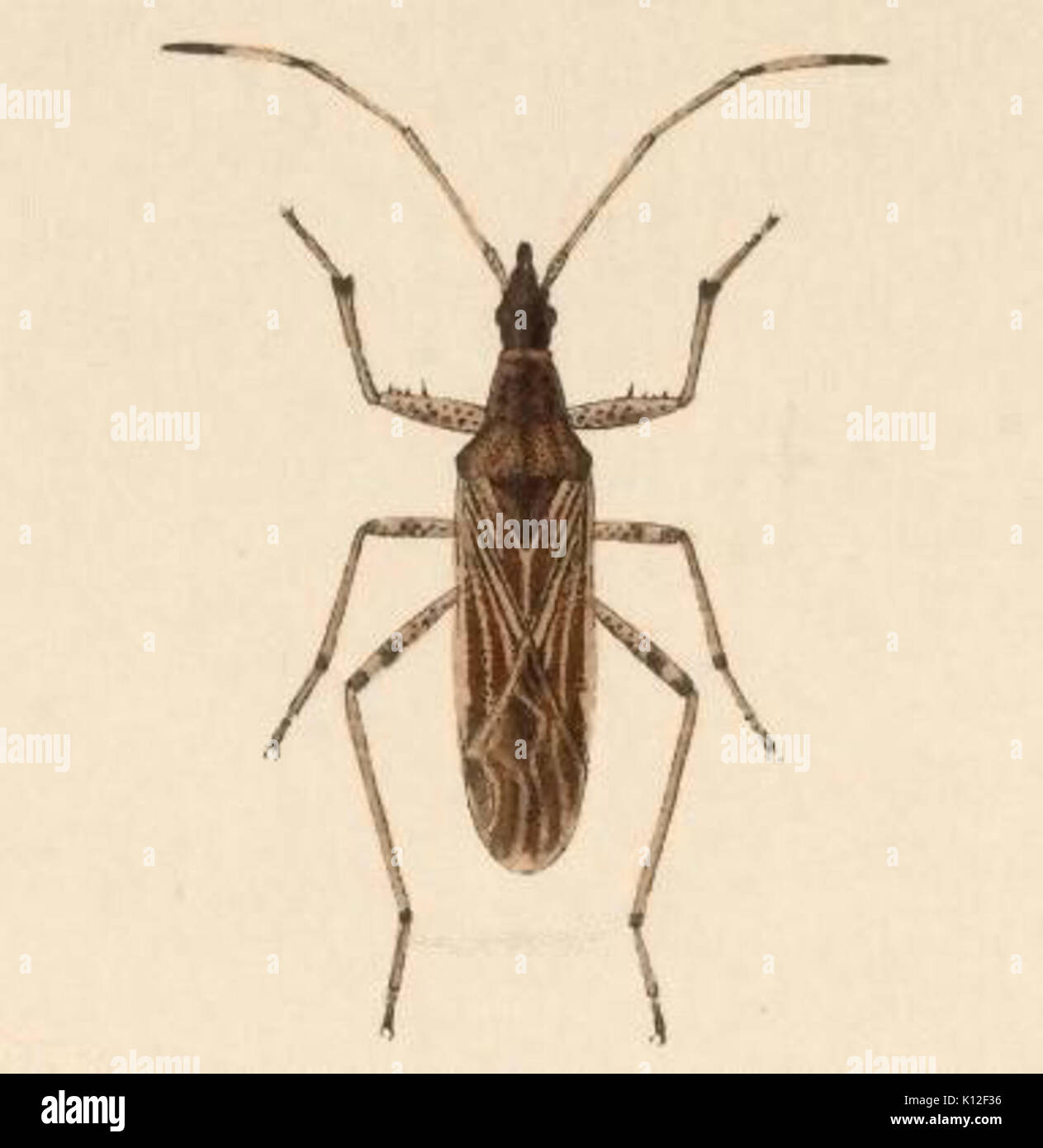 Porrectus hi-res stock photography and images - Alamy