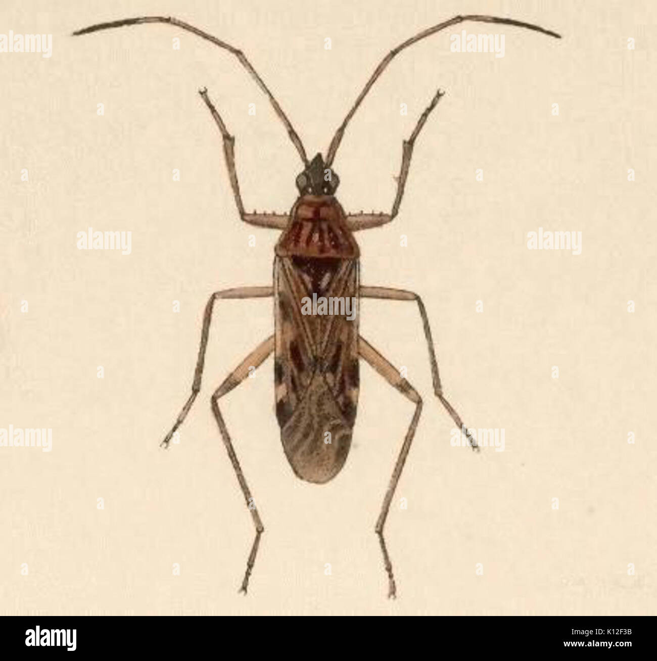 Consanguineus hi-res stock photography and images - Alamy