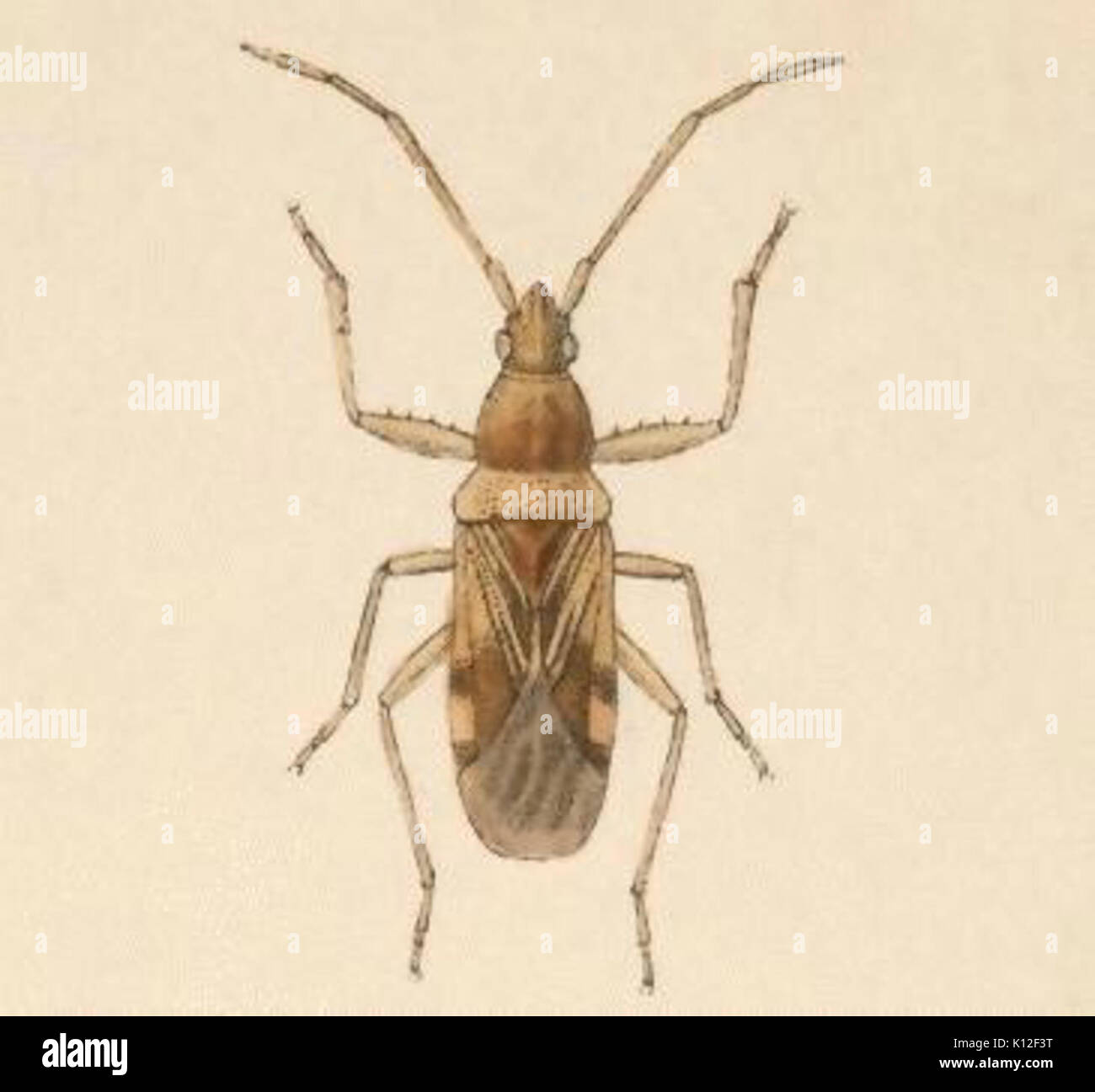 Biologia Centrali Americana Pseudopamera forreri Stock Photo - Alamy