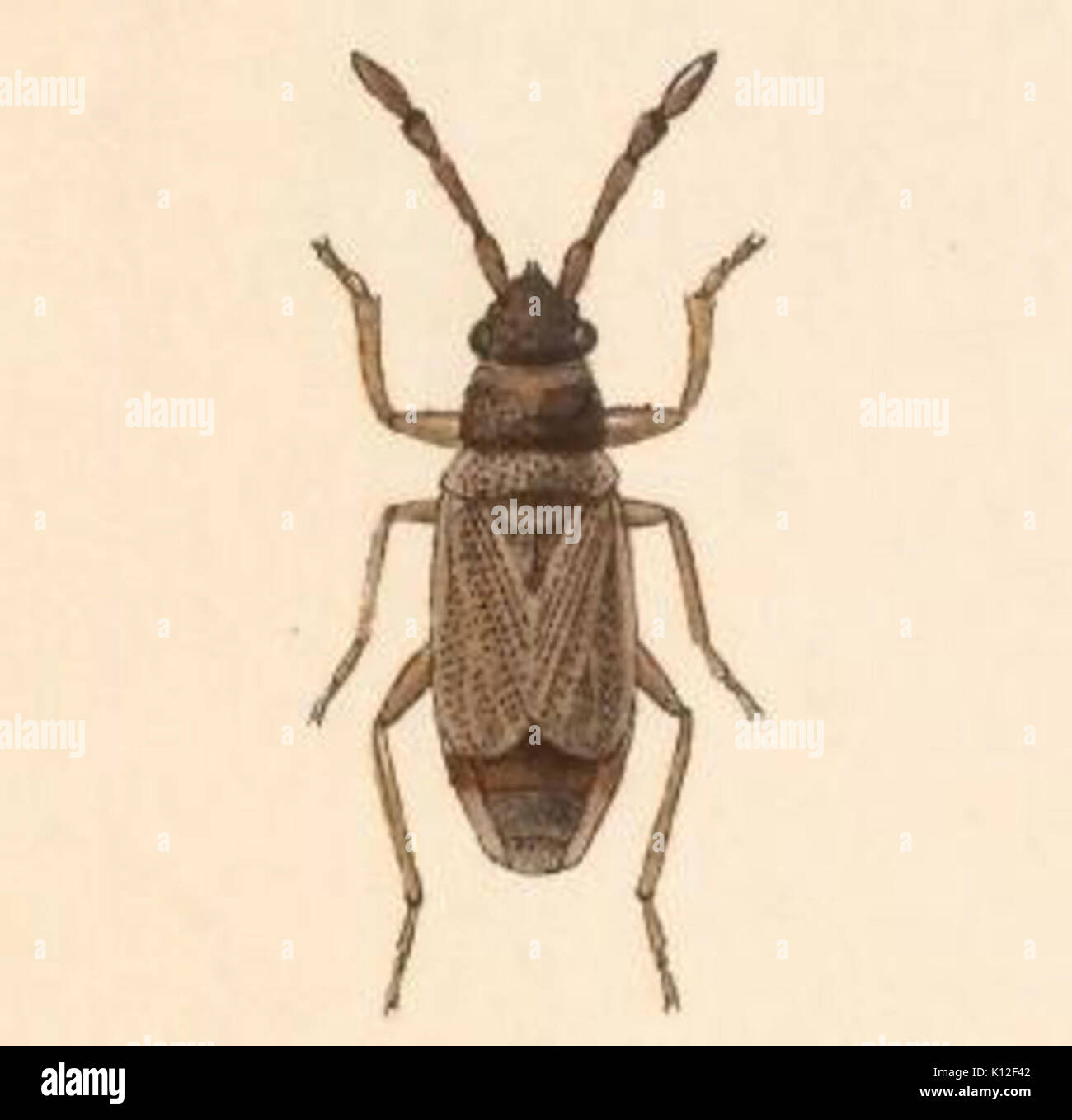 Biologia Centrali Americana Sisamnes contractus Stock Photo - Alamy