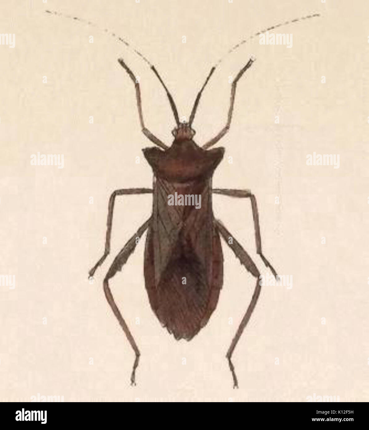 Biologia Centrali Americana Capaneus chontalensis Stock Photo - Alamy