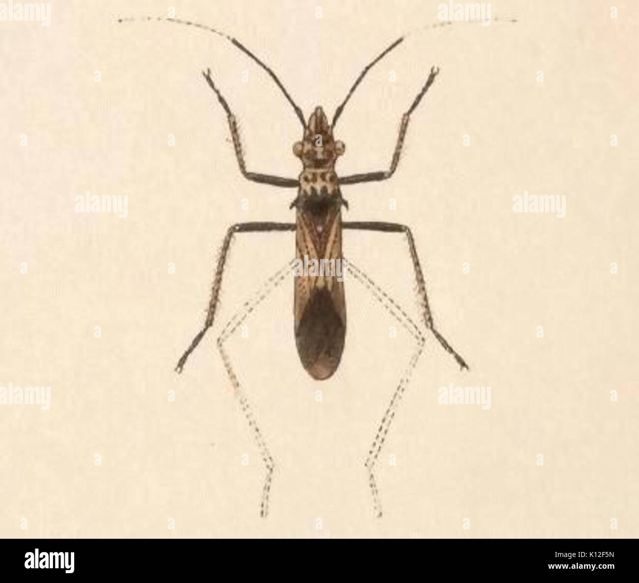 Biologia Centrali Americana Cydamus deauratus Stock Photo - Alamy