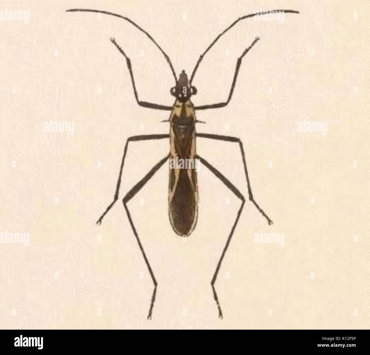 Cydamus hi-res stock photography and images - Alamy