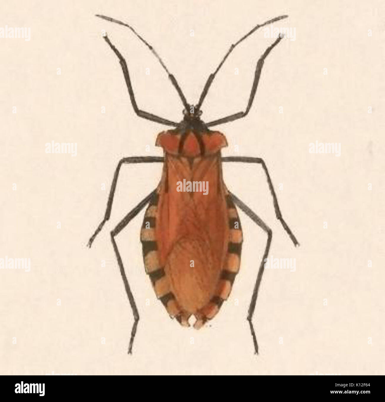 Biologia Centrali Americana Spartocera gigantea Stock Photo - Alamy