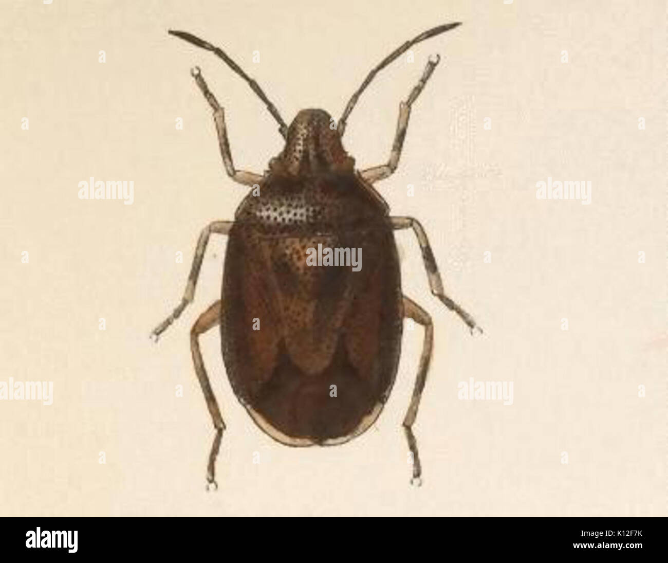 Complanatus hi-res stock photography and images - Alamy