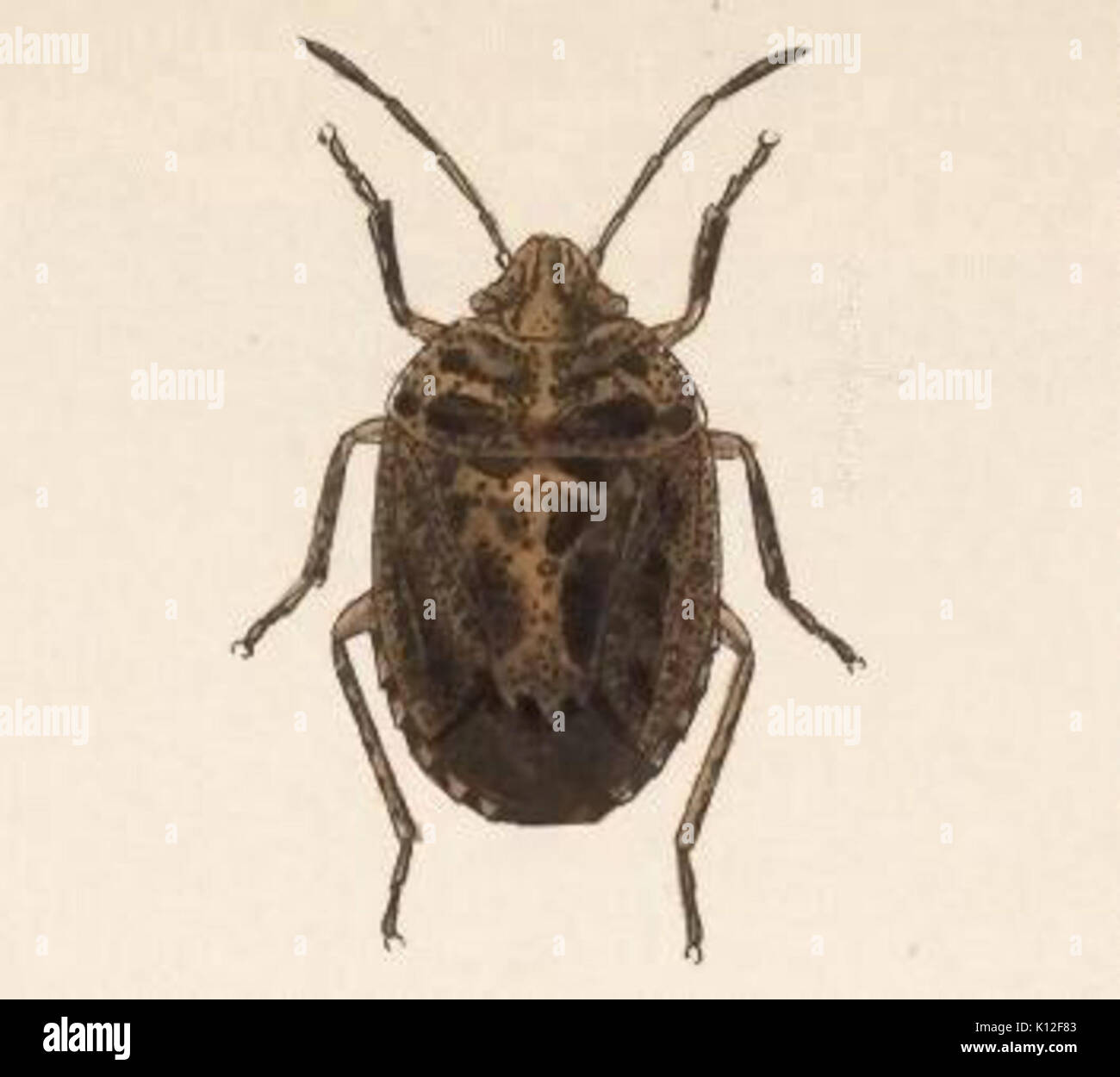 Biologia Centrali Americana Priapismus maculatus Stock Photo - Alamy