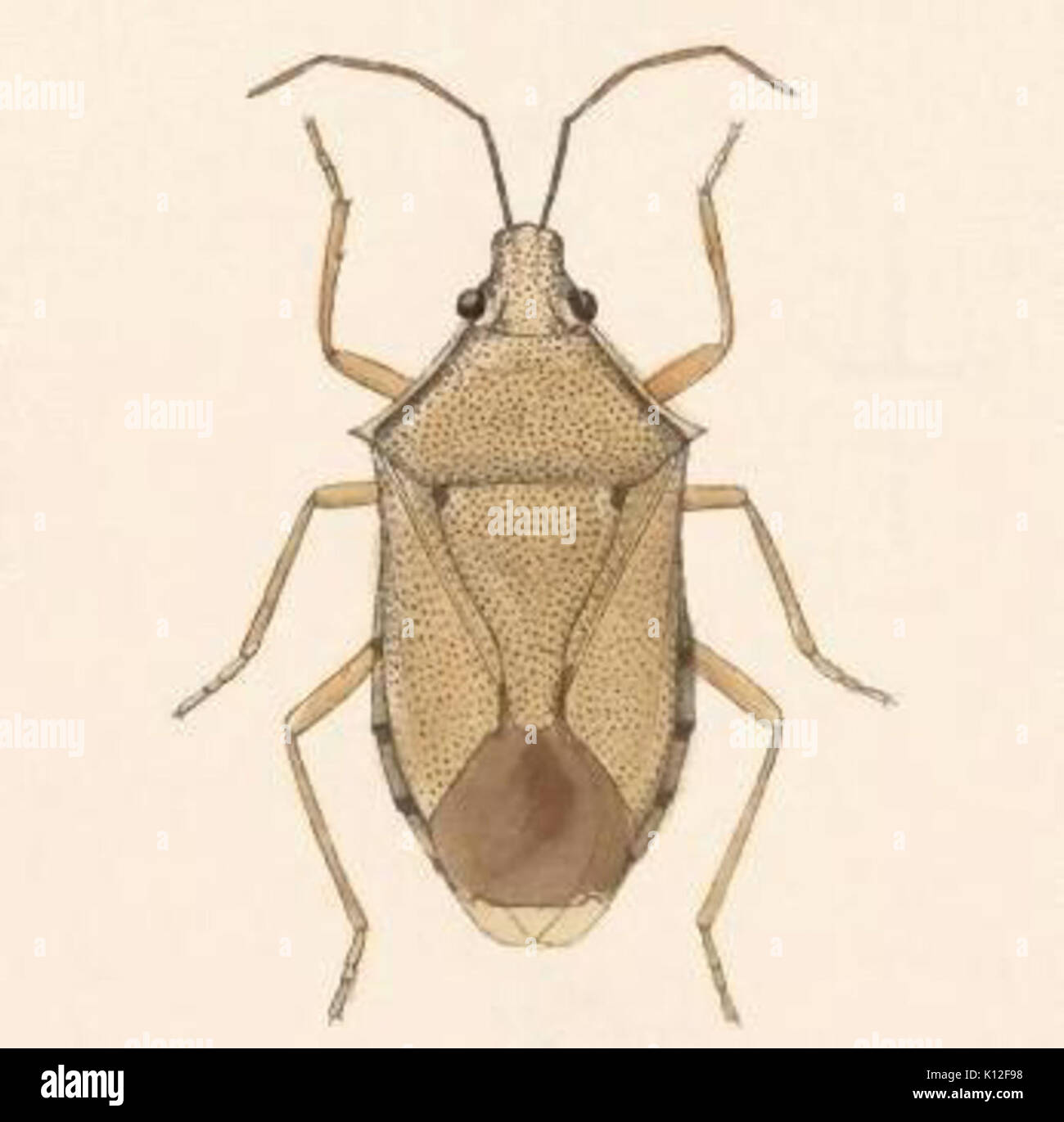 Typicus hi-res stock photography and images - Alamy