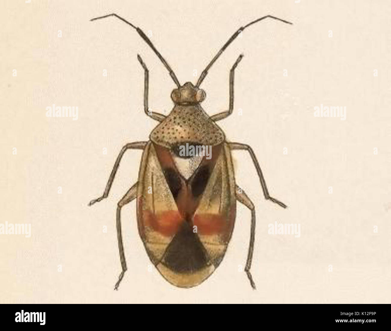 Carnus hi-res stock photography and images - Alamy