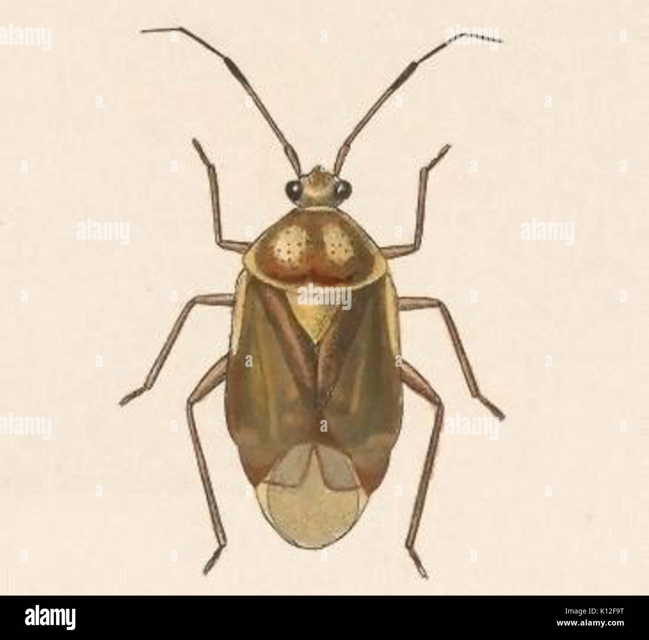 Carnus hi-res stock photography and images - Alamy