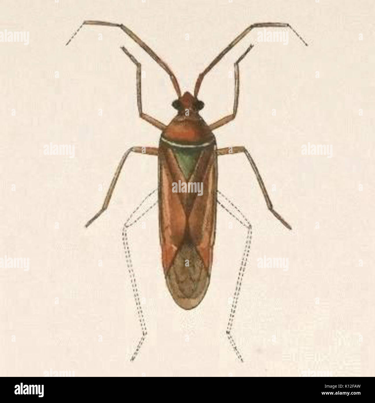 Testaceus hi-res stock photography and images - Alamy