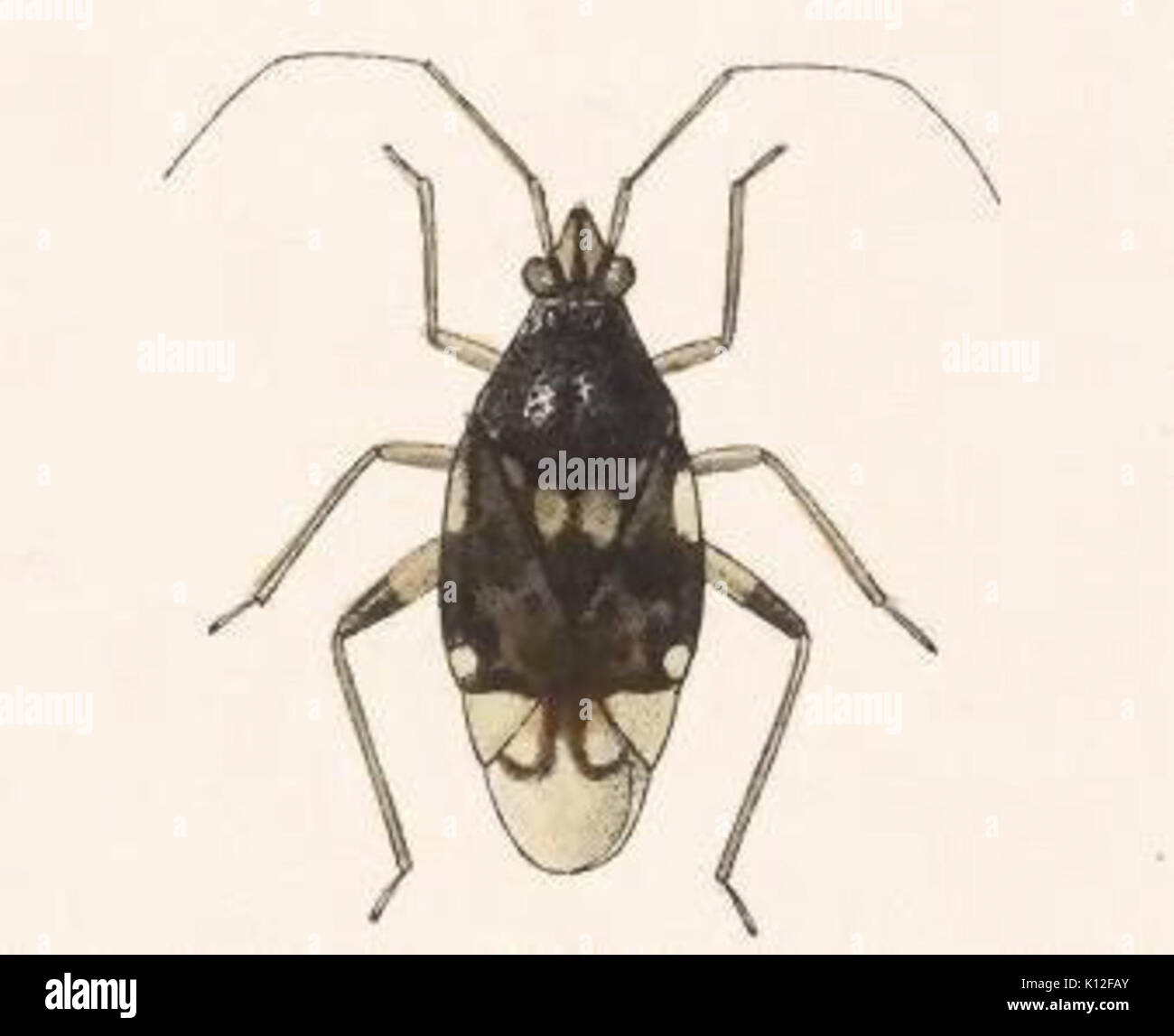 Incurvus hi-res stock photography and images - Alamy