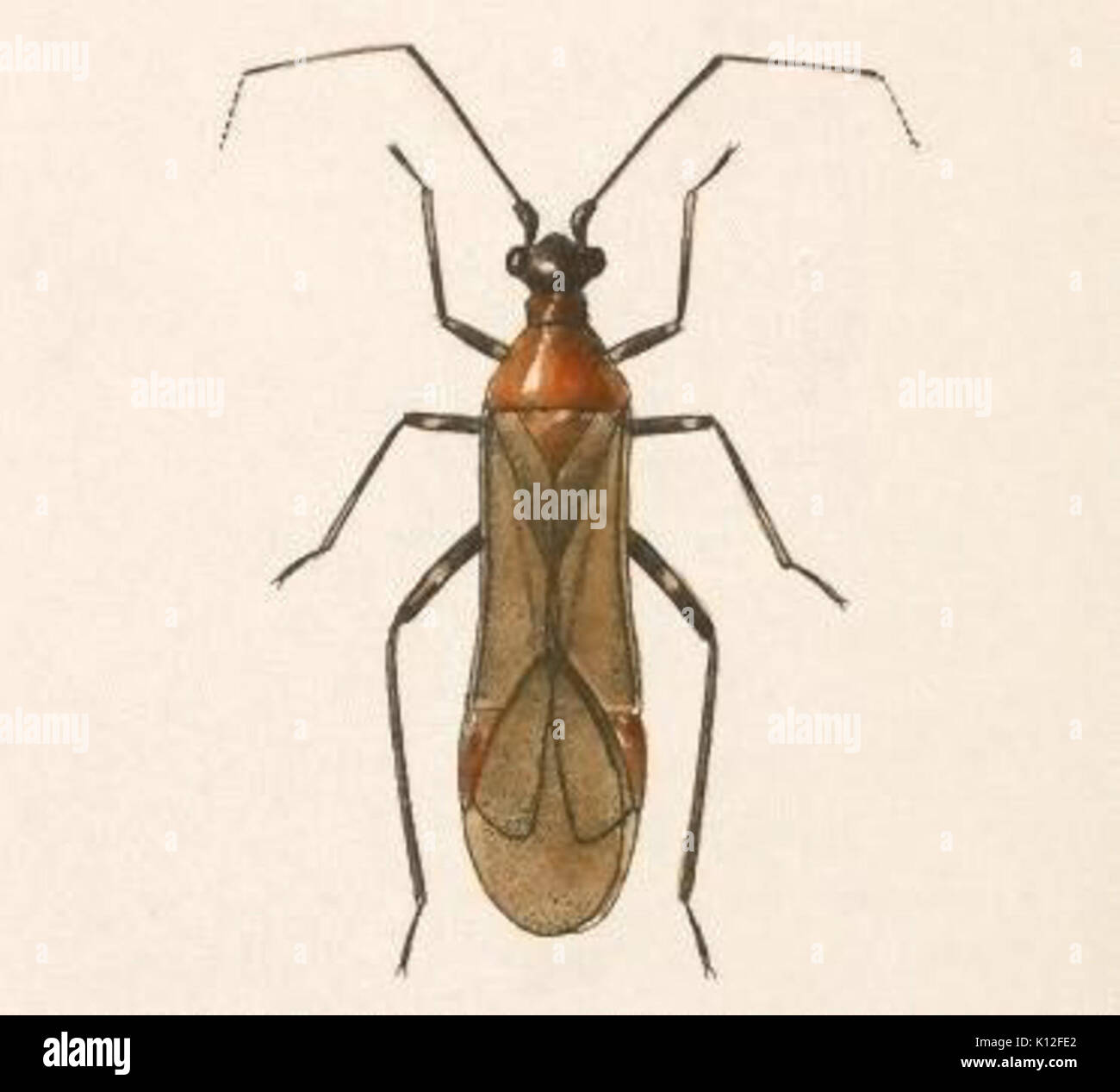 Annulipes hi-res stock photography and images - Alamy