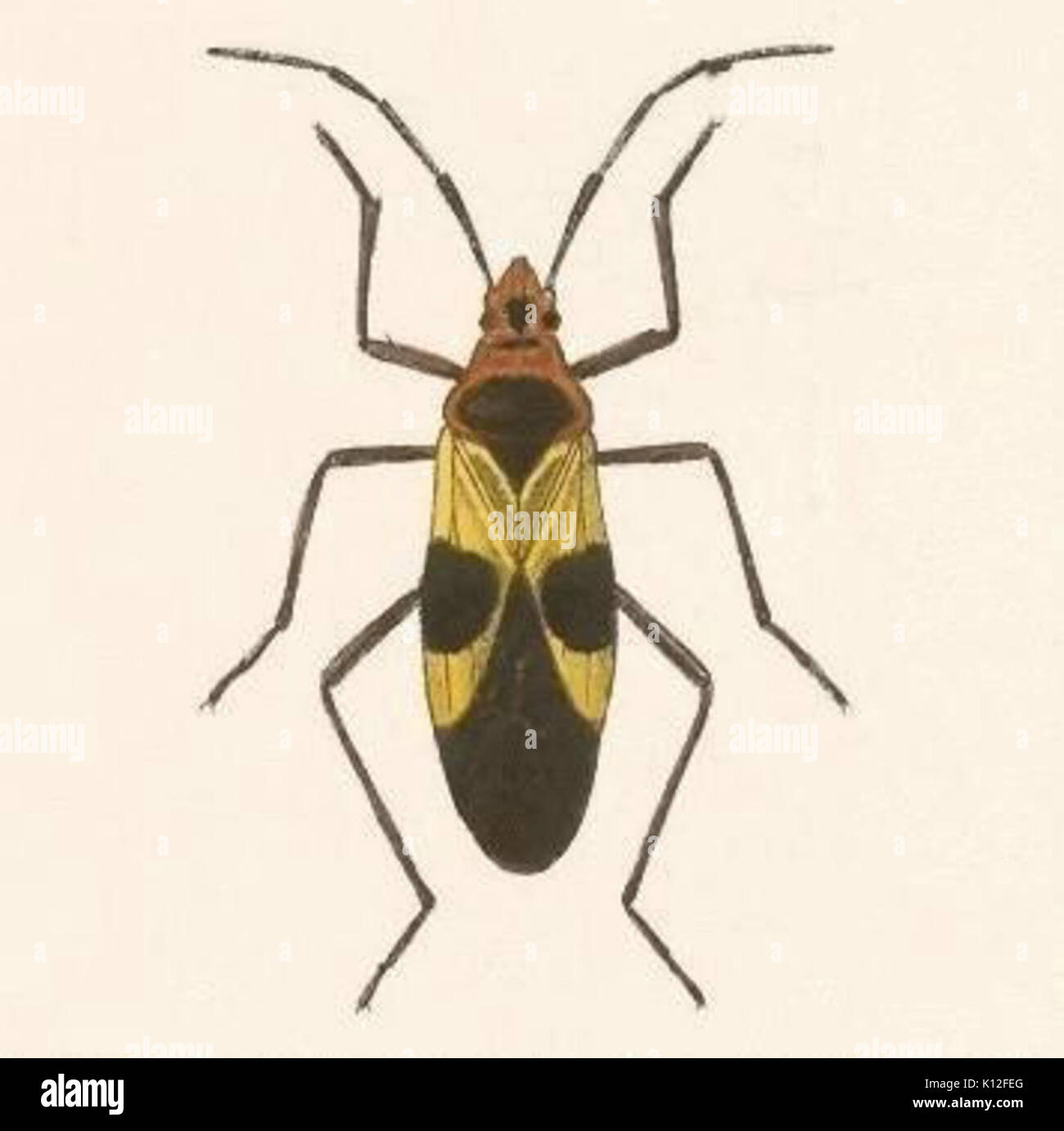 Concinnus hi-res stock photography and images - Alamy