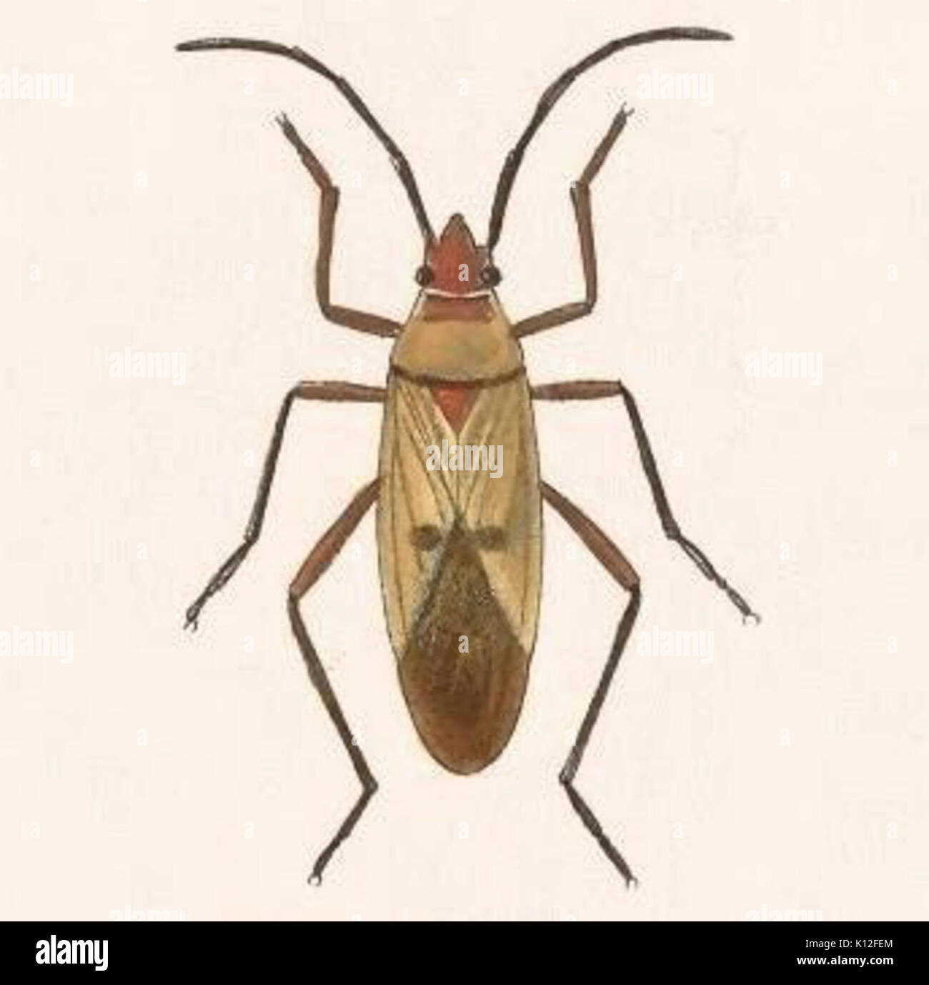 Historical bug identification hi-res stock photography and images - Alamy