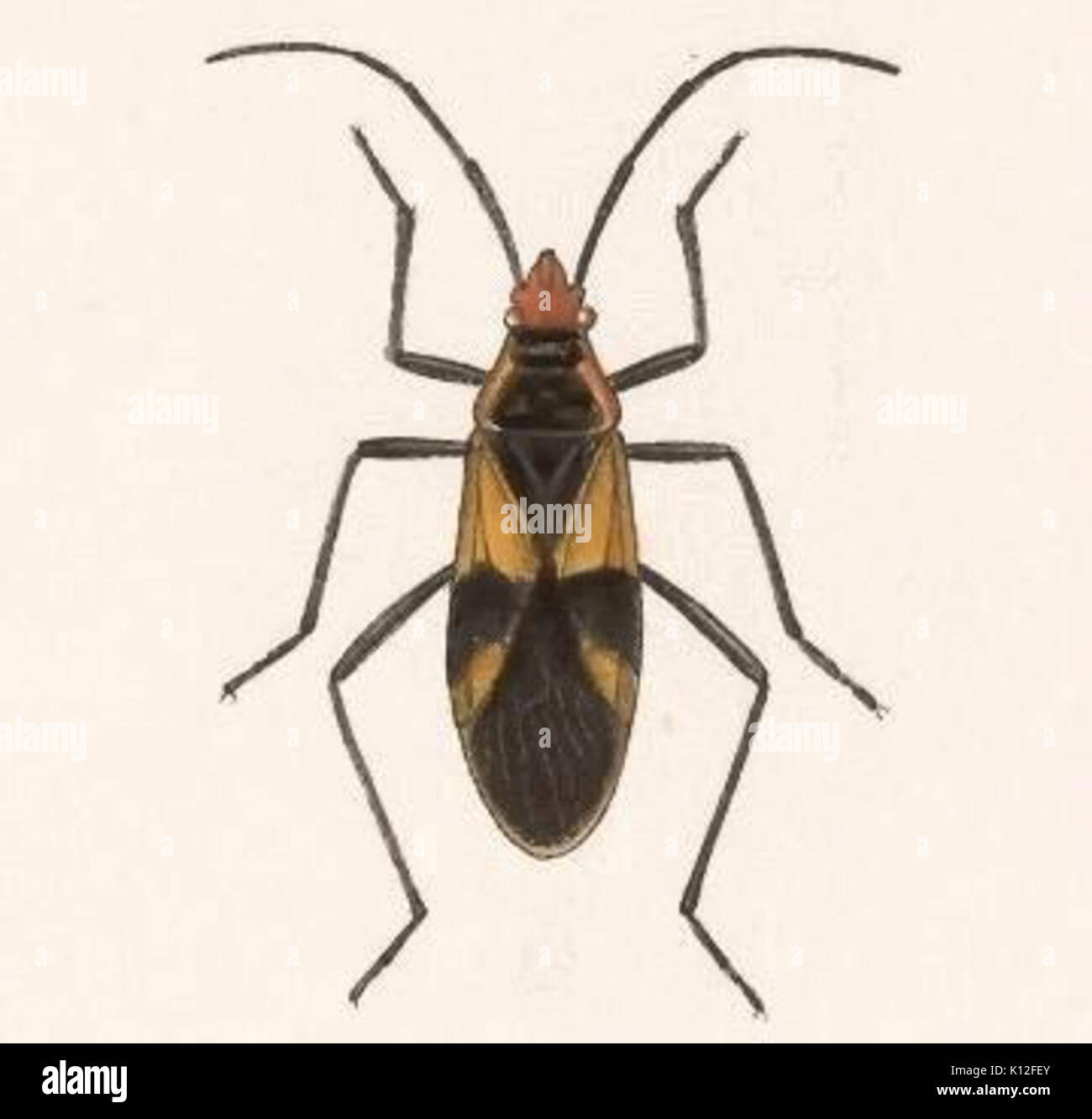 Biologia Centrali Americana Dysdercus oncopeltus Stock Photo - Alamy