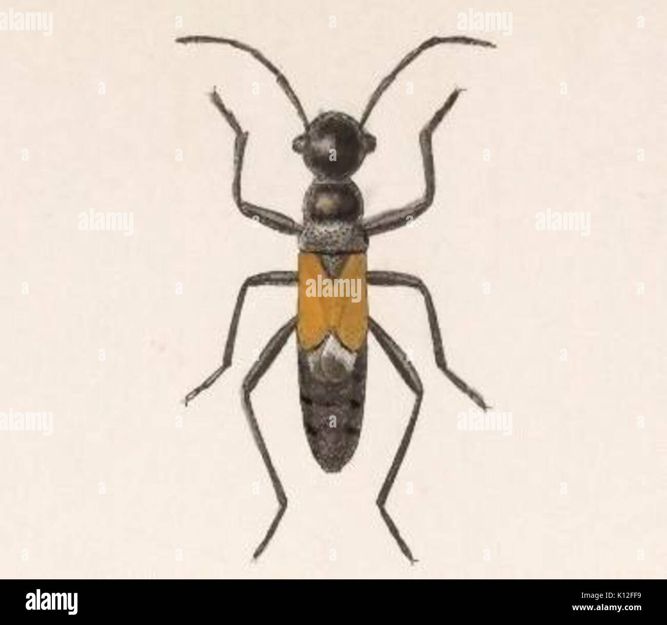 Sphaeroides hi-res stock photography and images - Alamy