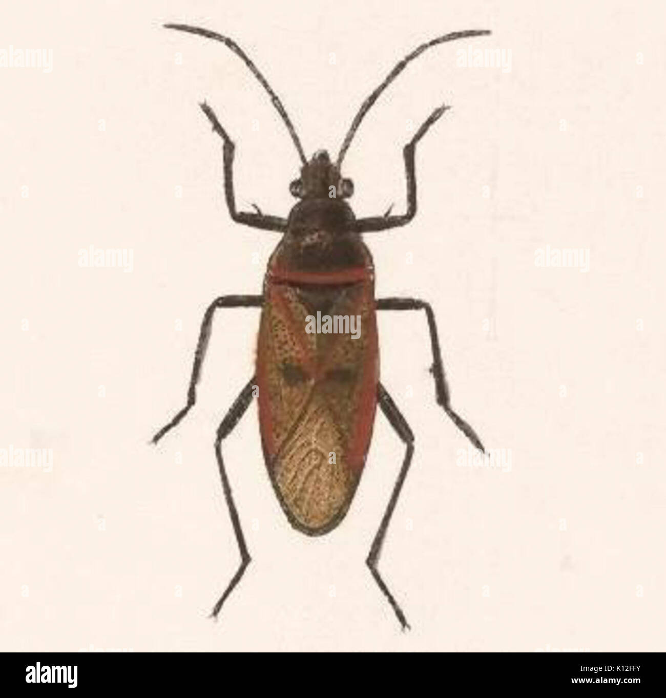 Largus cinctus hi-res stock photography and images - Alamy